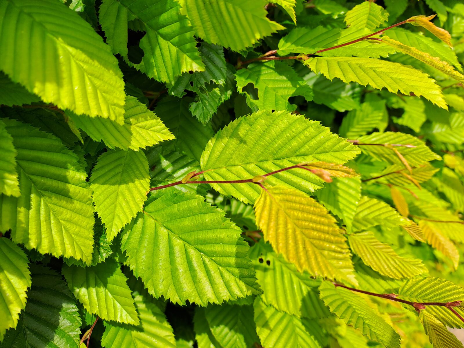 Haagbeuk (Carpinus betulus) kopen - Gratis levering