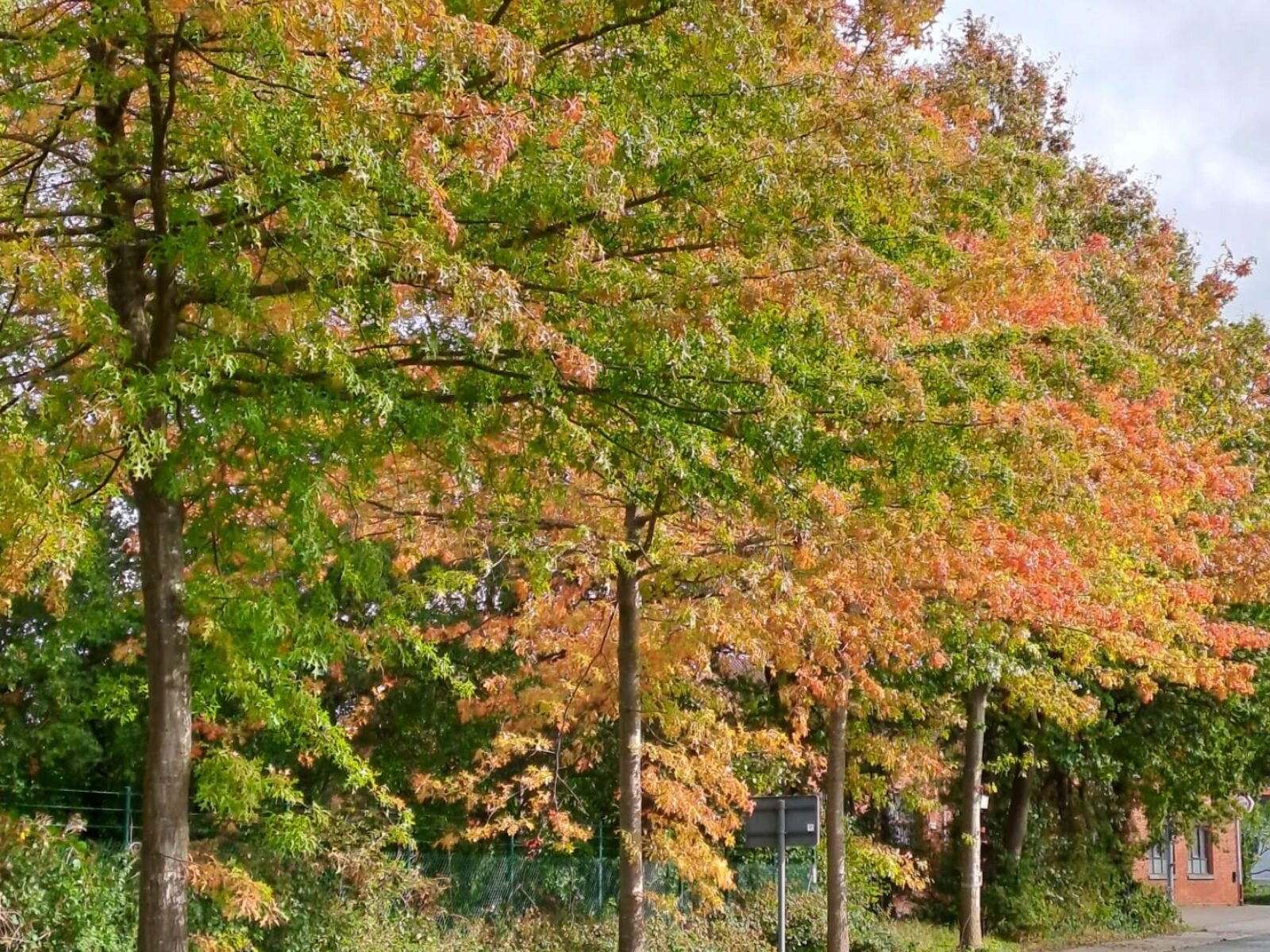 Moeraseik (Quercus palustrus) kopen - Gratis levering