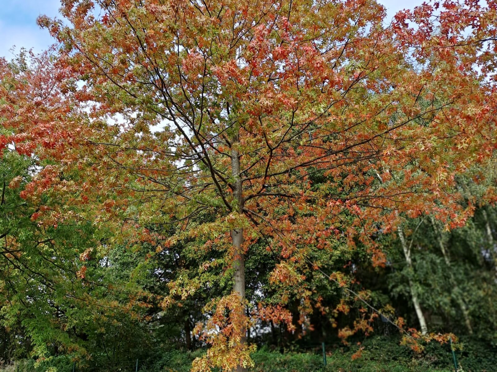 Moeraseik (Quercus palustrus) kopen - Gratis levering