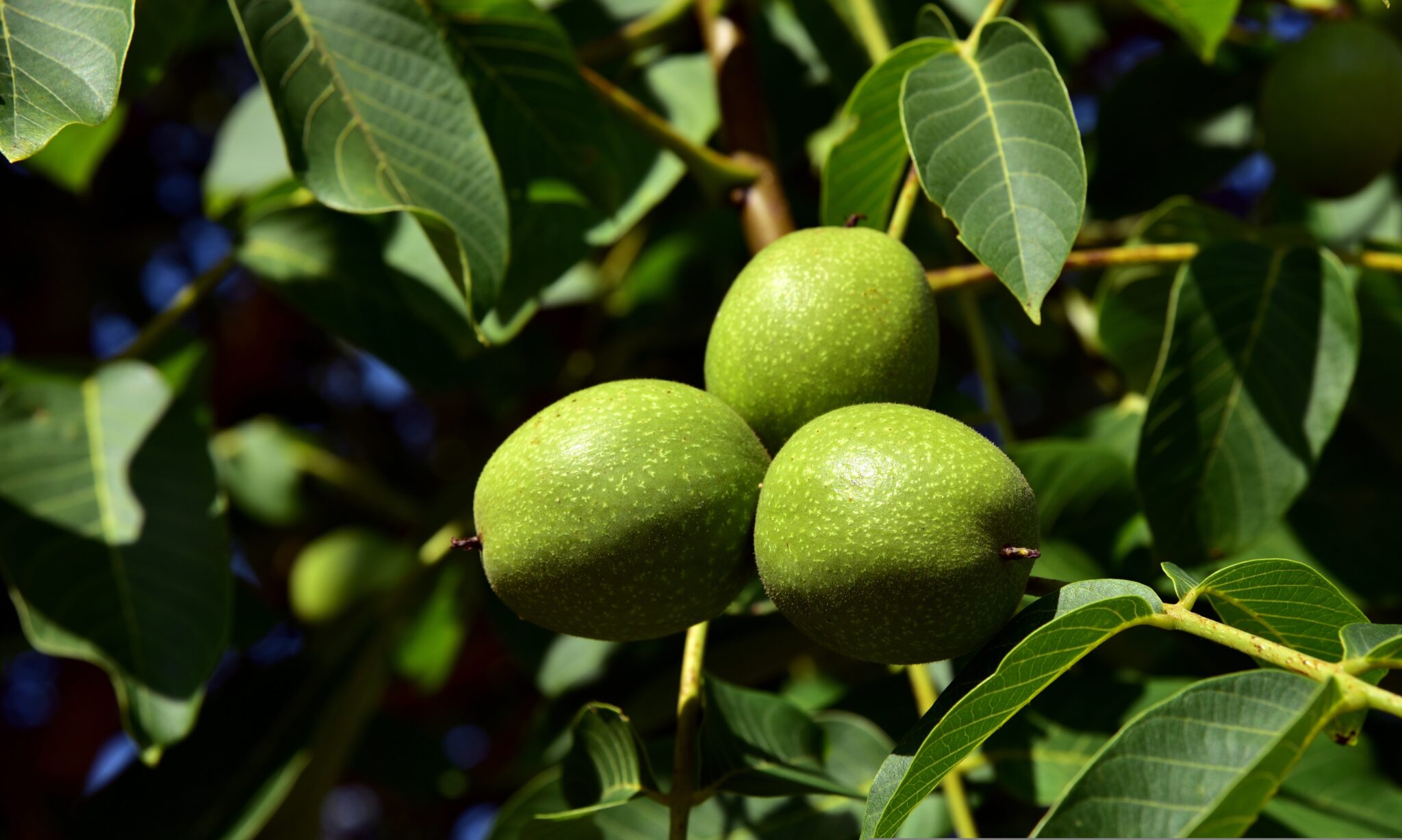 Notenboom (Juglans regia) kopen - Gratis levering