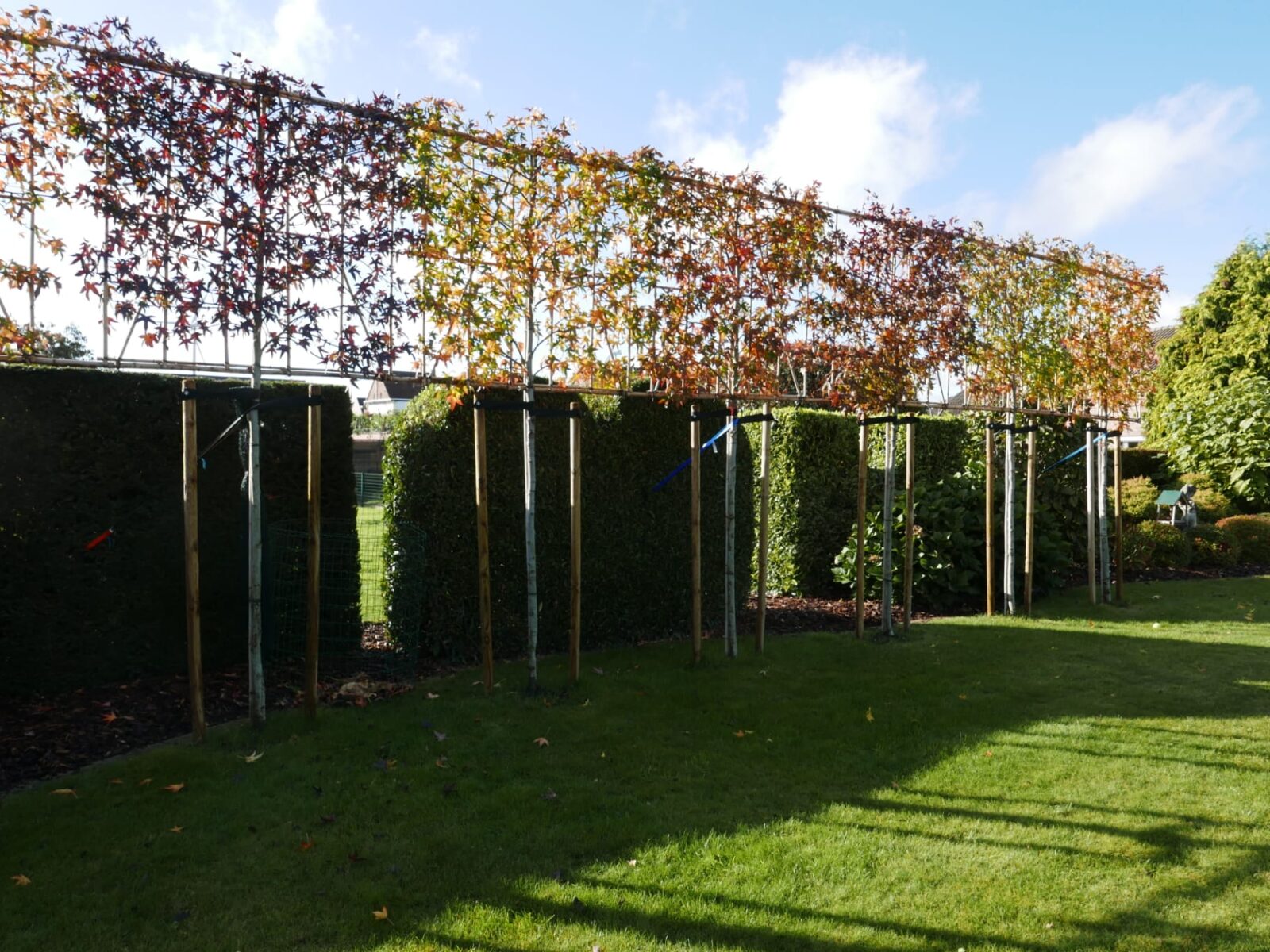Leibomen: Amber (Liquidambar styr.) kopen - Gratis levering