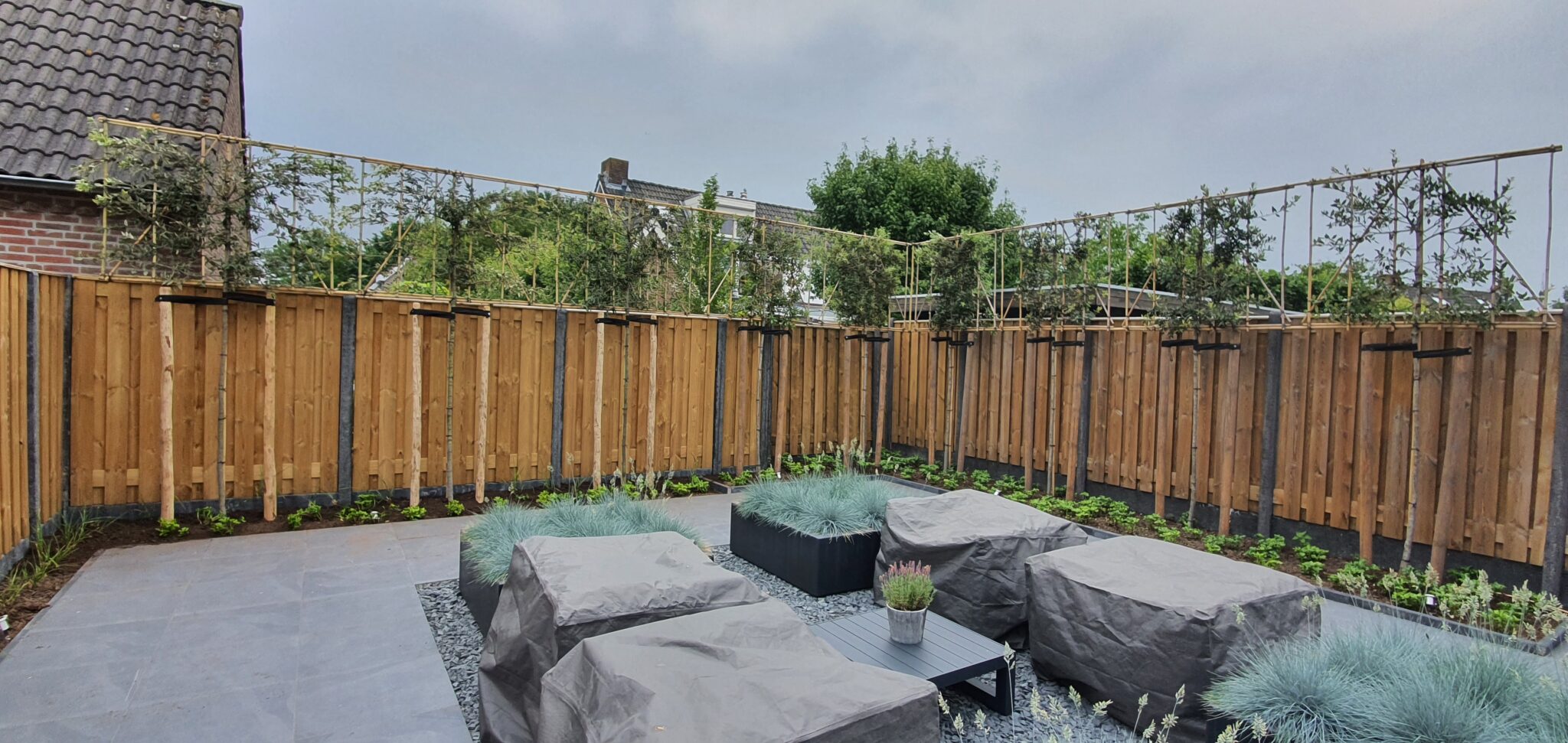 Leibomen steeneik (groenblijvend) kopen - Gratis levering