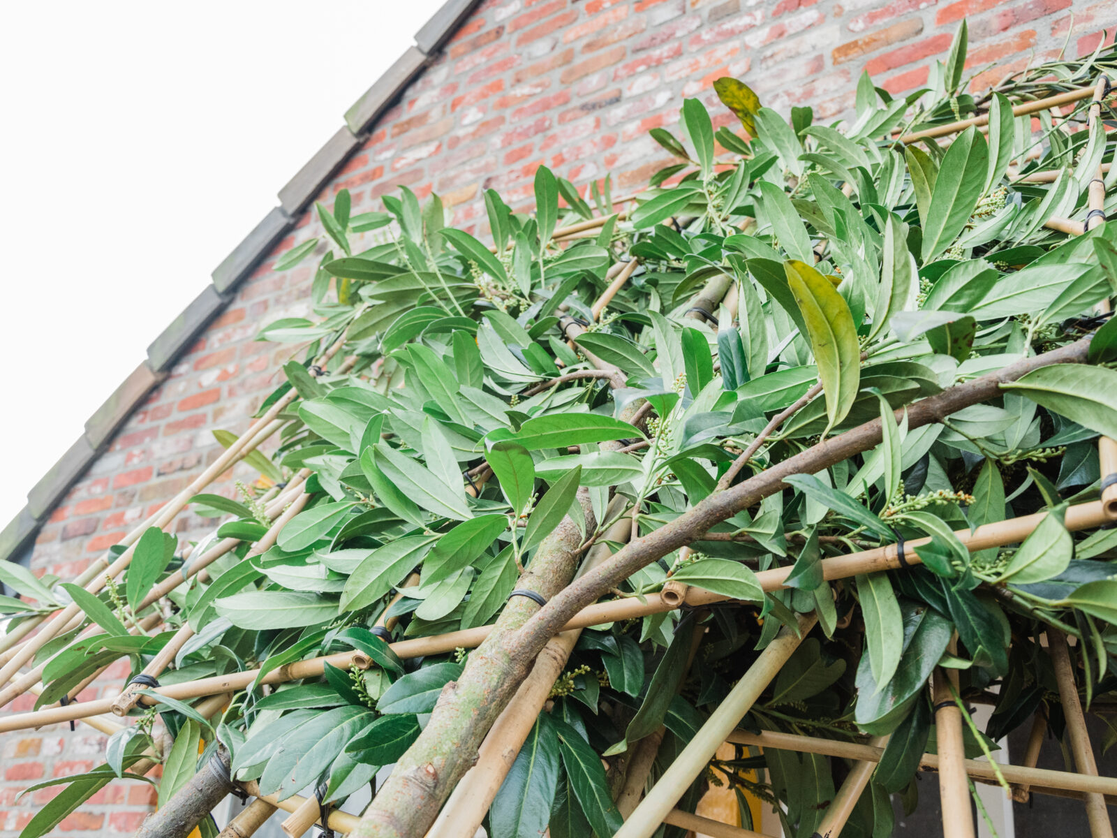 Leibomen Laurierkers (groenblijvend) kopen - Gratis levering