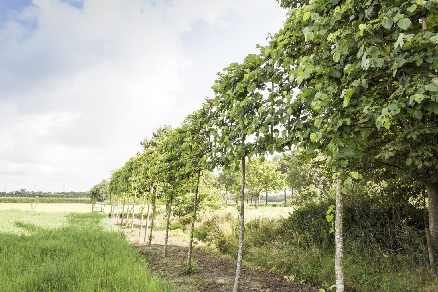 Leibomen: Linde (Tilia cordata) kopen - Gratis levering