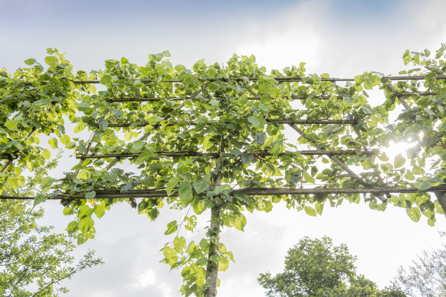 Leibomen: Linde (Tilia cordata) kopen - Gratis levering