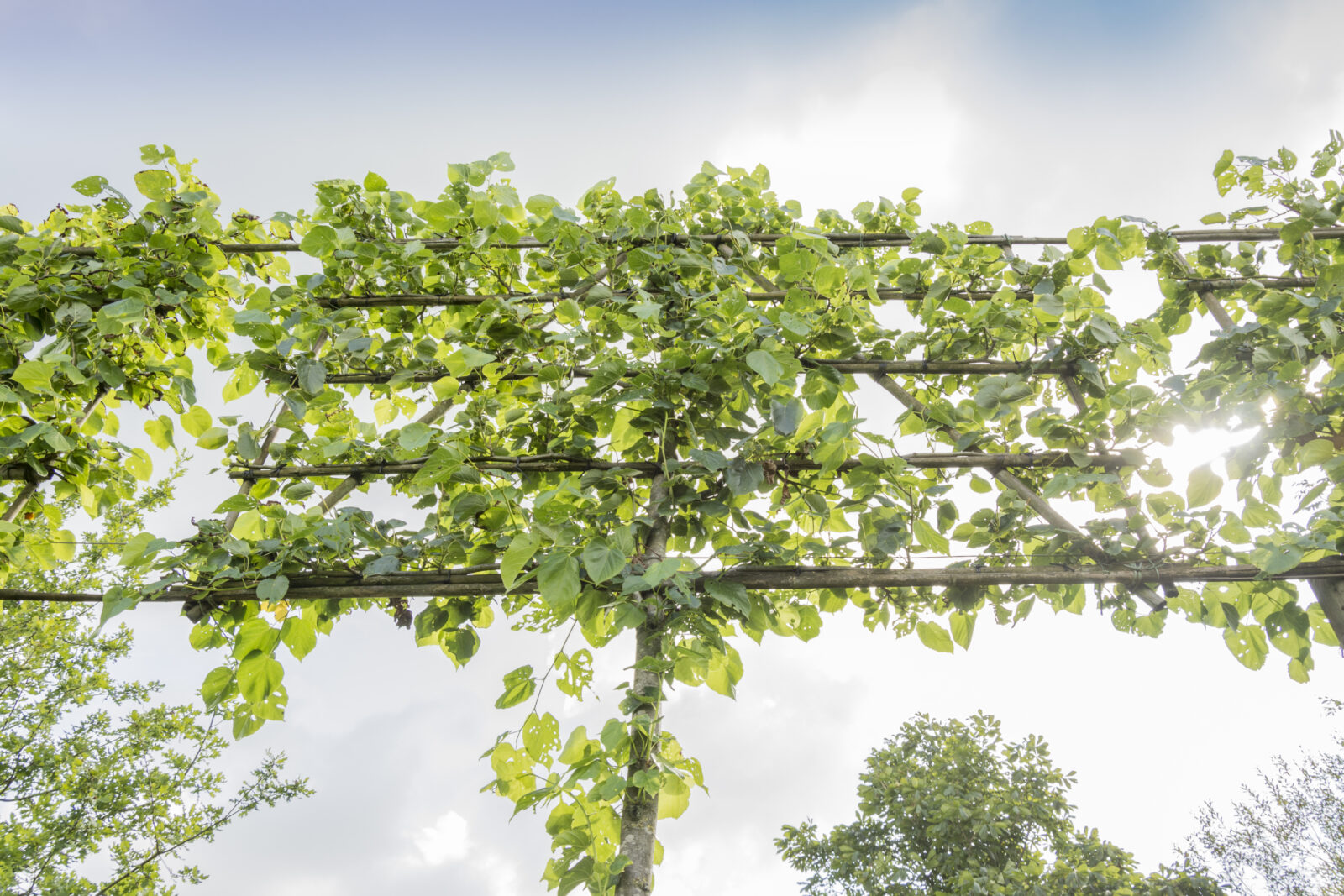 Online bomen kopen in België | De Bomenwinkel