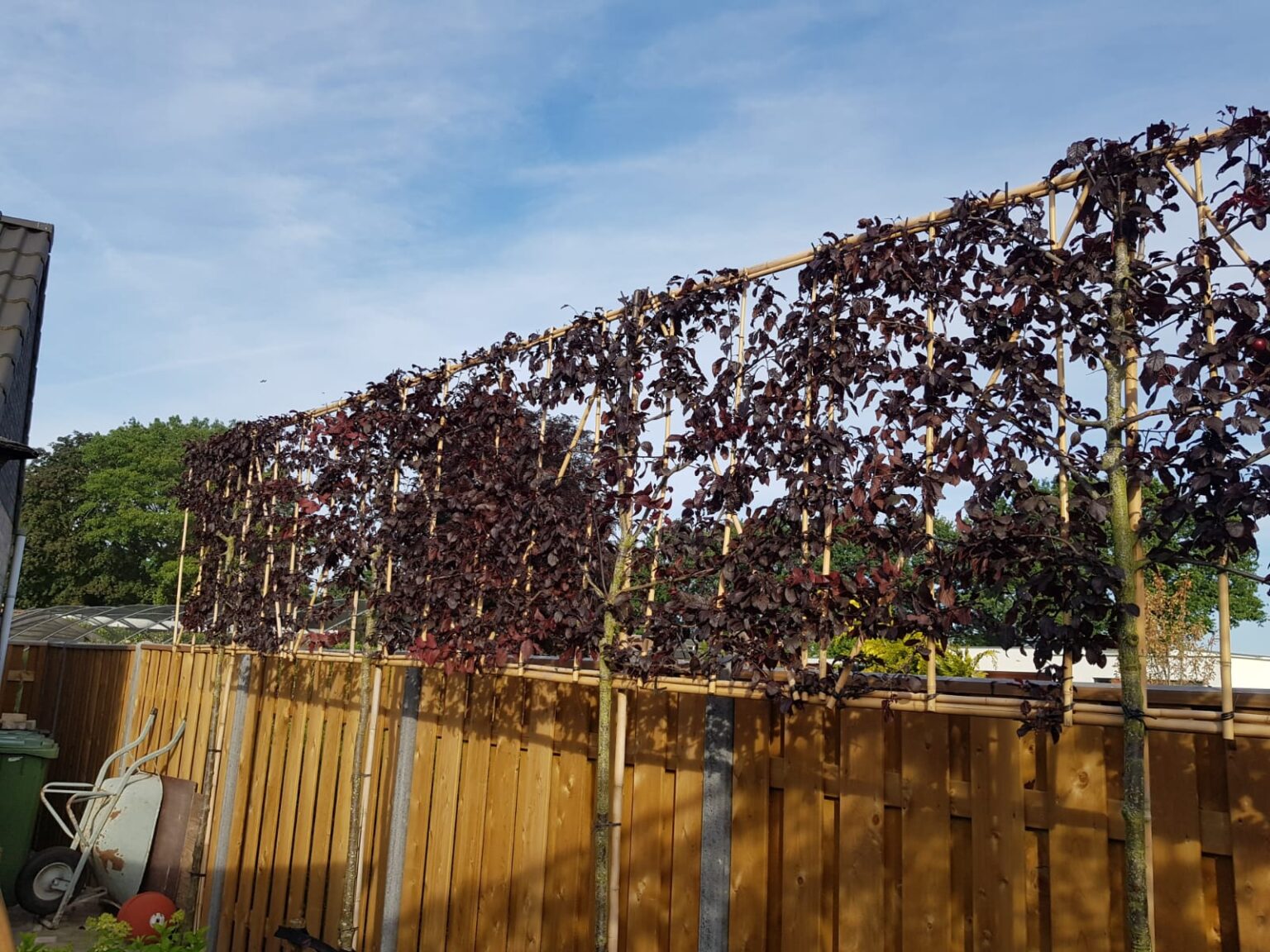 Leibomen: Linde (Tilia pallida) kopen - Gratis levering