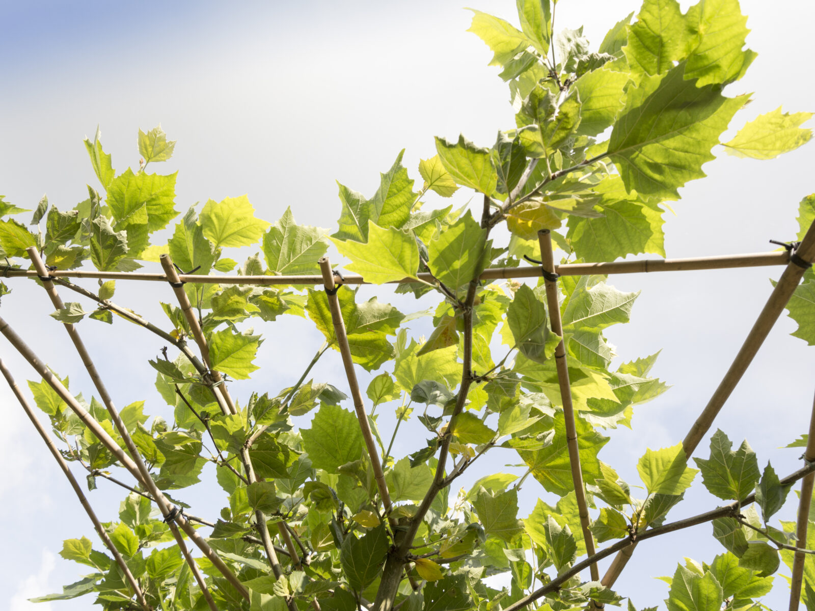 Leibomen: Plataan (Platanus hisp.) kopen - Gratis levering